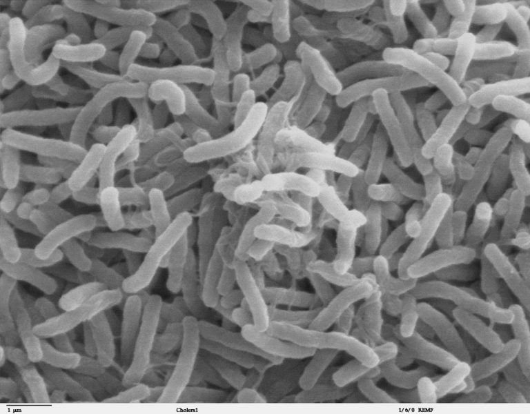 Cholera Outbreak Kills Over 40 In Borno